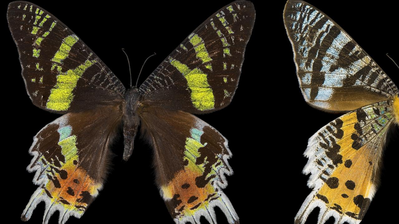 Lepidoptera | Naturalis